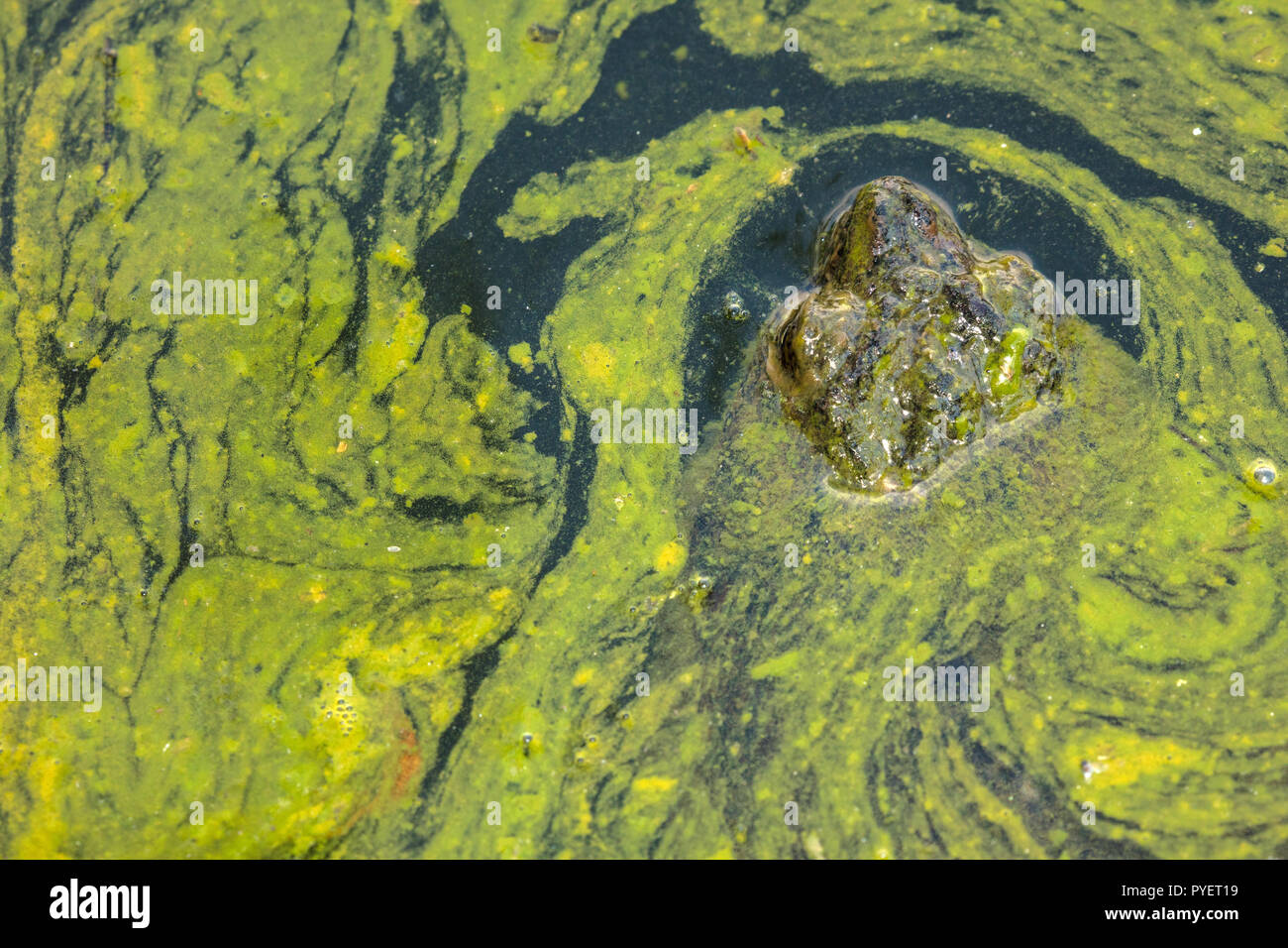 Microcystine High Resolution Stock Photography and Images - Alamy