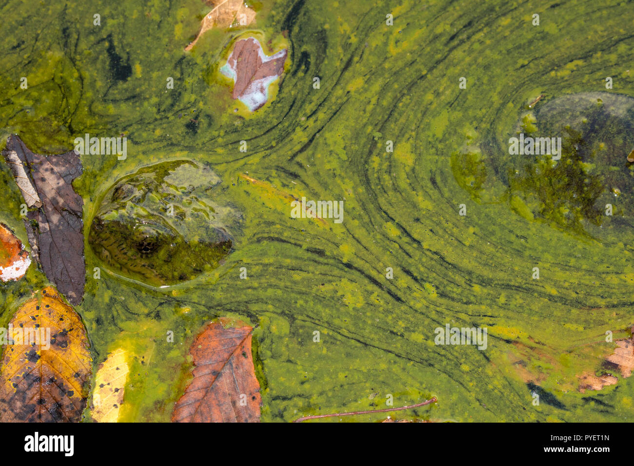 snapping turtle,Chelydra serpentina, and algal bloom,Cyanobacteria ...