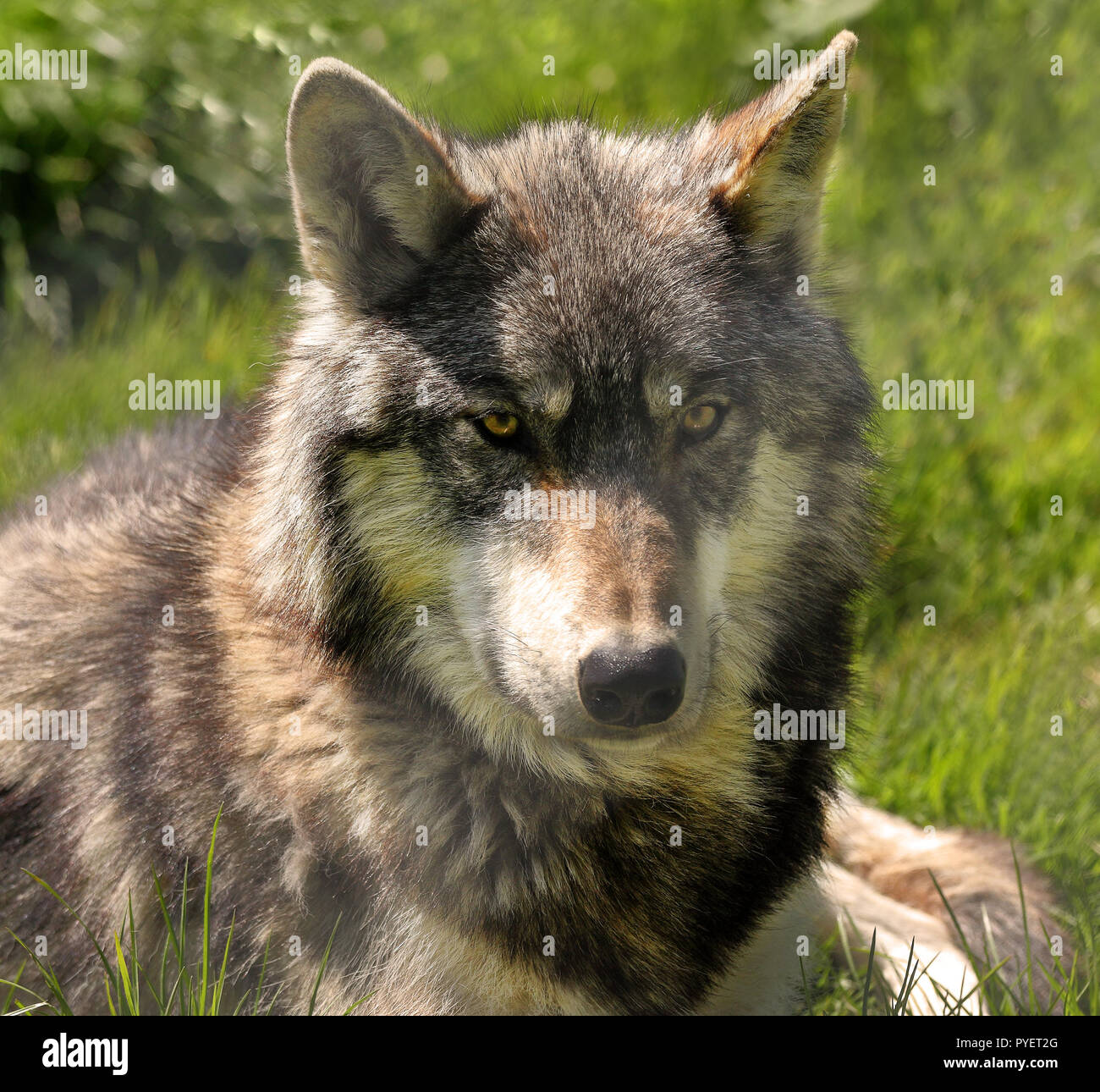 Wolf Sitting Front View