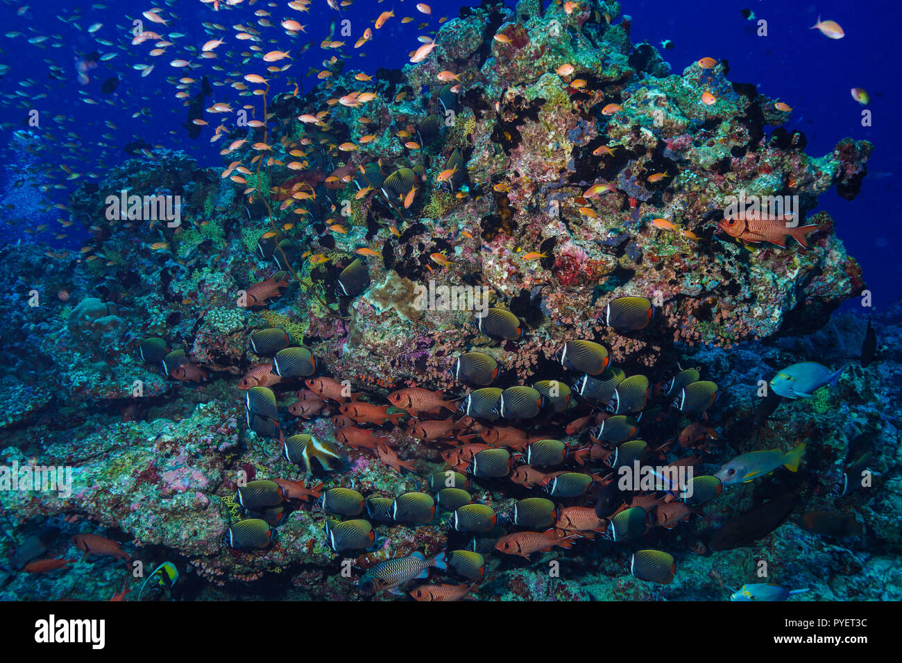 Tropical fish at the Maldives Stock Photo - Alamy