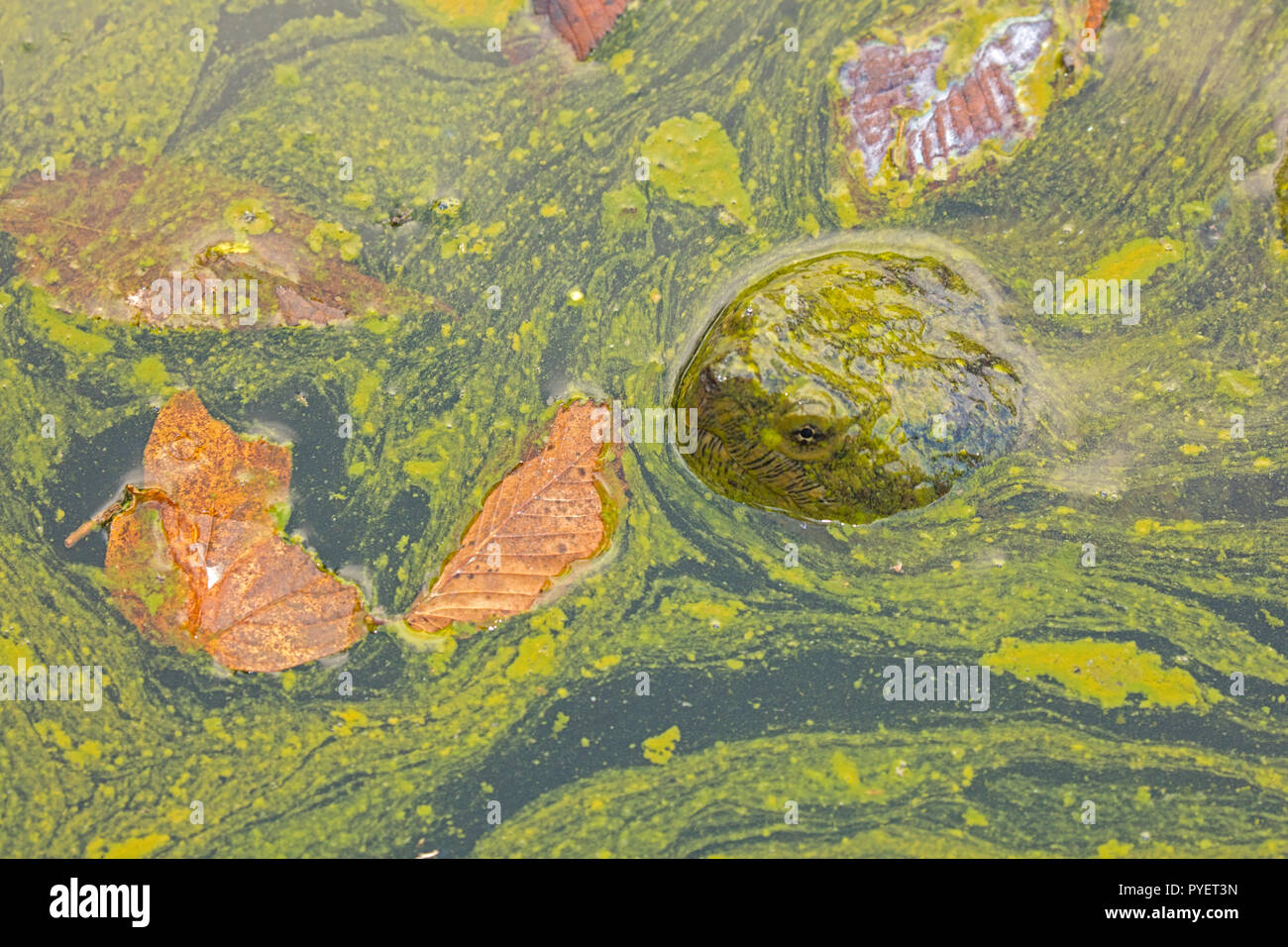 snapping turtle,Chelydra serpentina, and algal bloom,Cyanobacteria ...