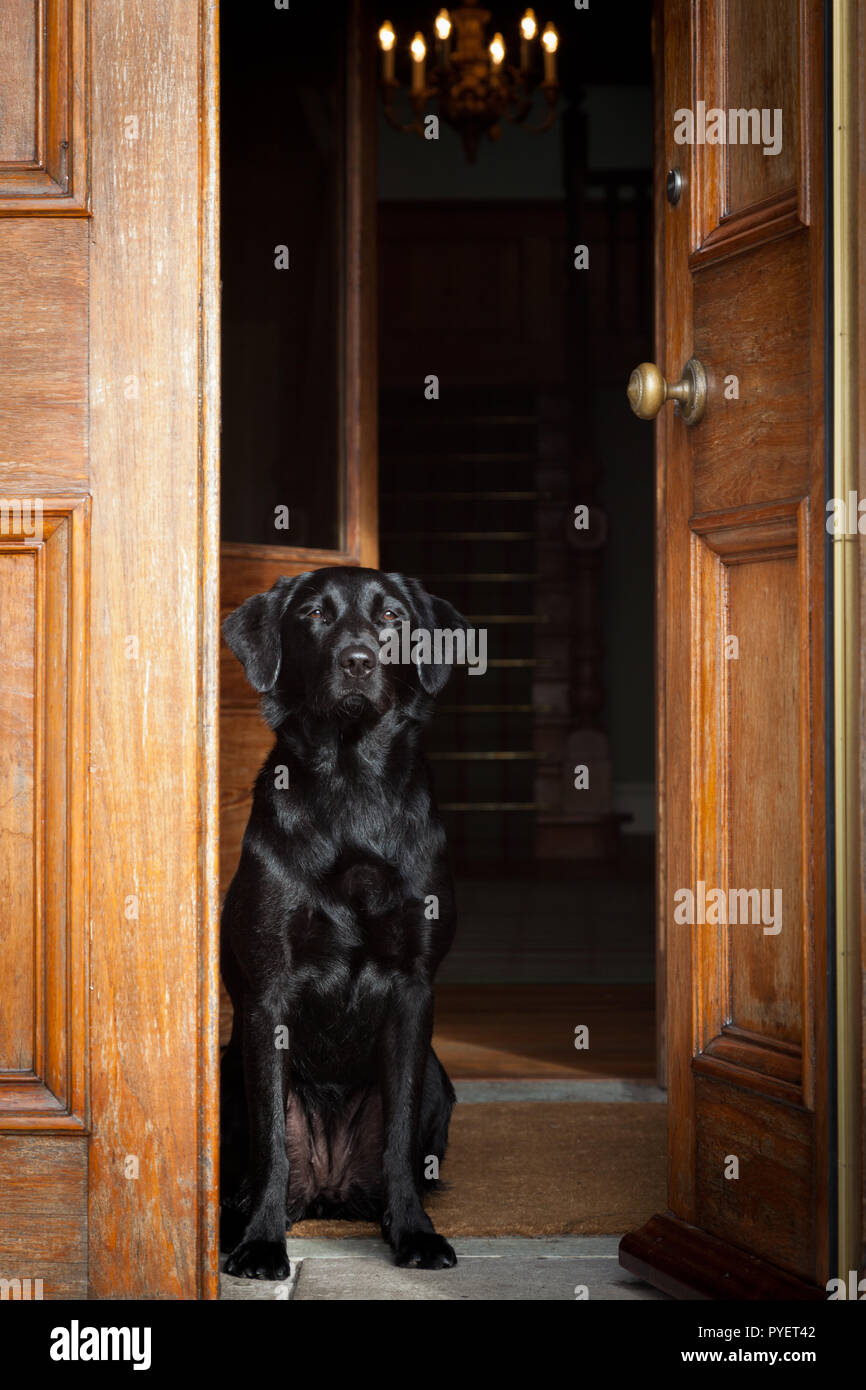 Black labrador in doorway hi-res stock photography and images - Alamy