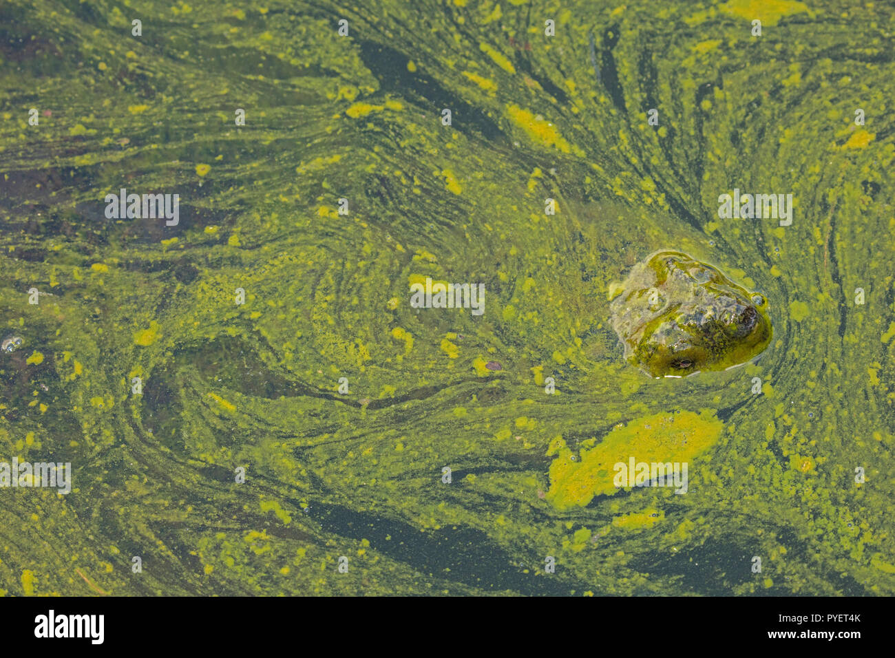 Microcystine hi-res stock photography and images - Alamy