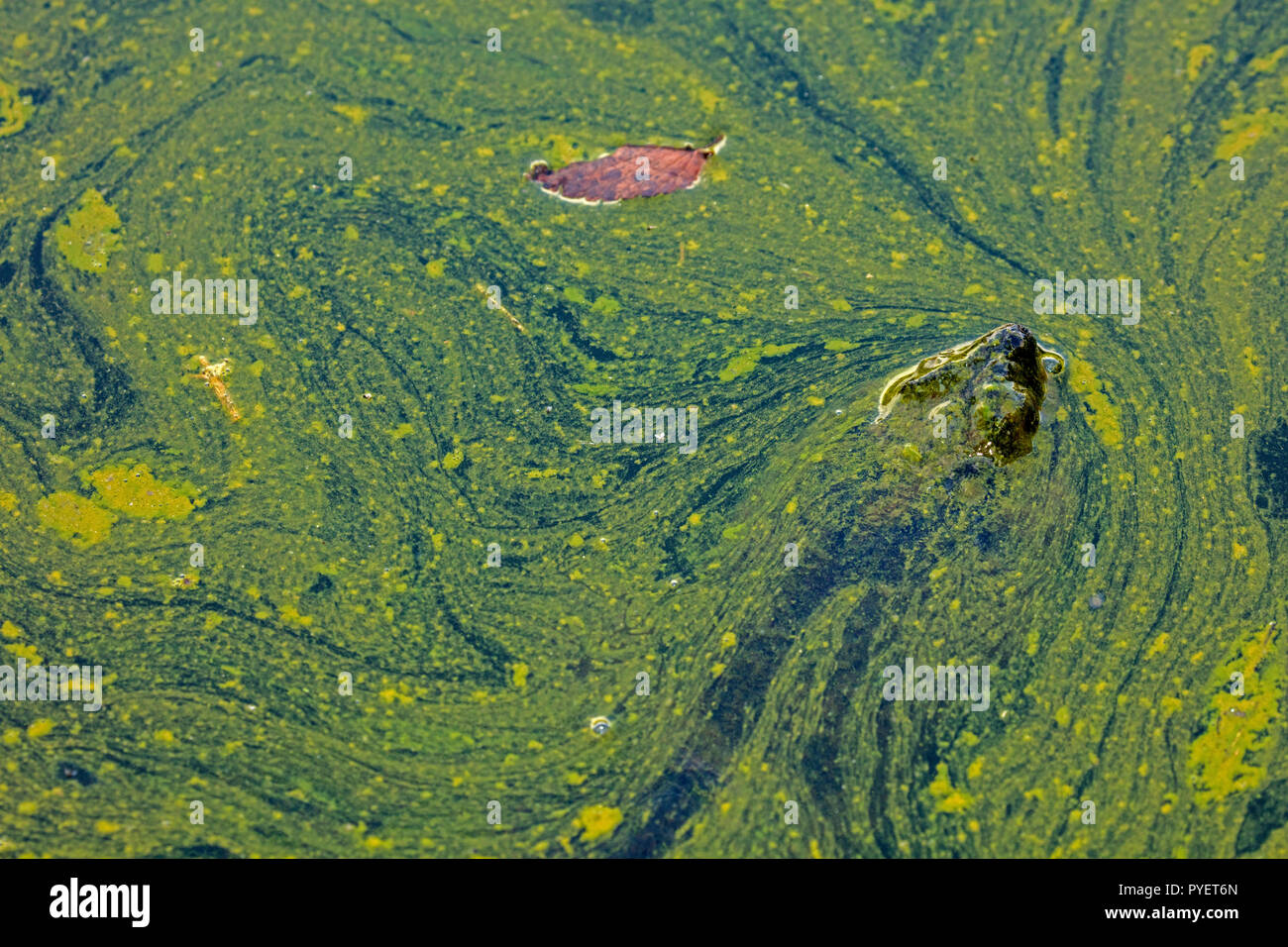 snapping turtle,Chelydra serpentina, and algal bloom,Cyanobacteria ...