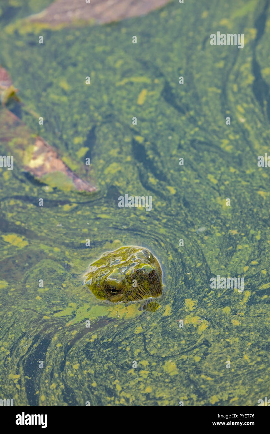 snapping turtle,Chelydra serpentina, and algal bloom,Cyanobacteria ...