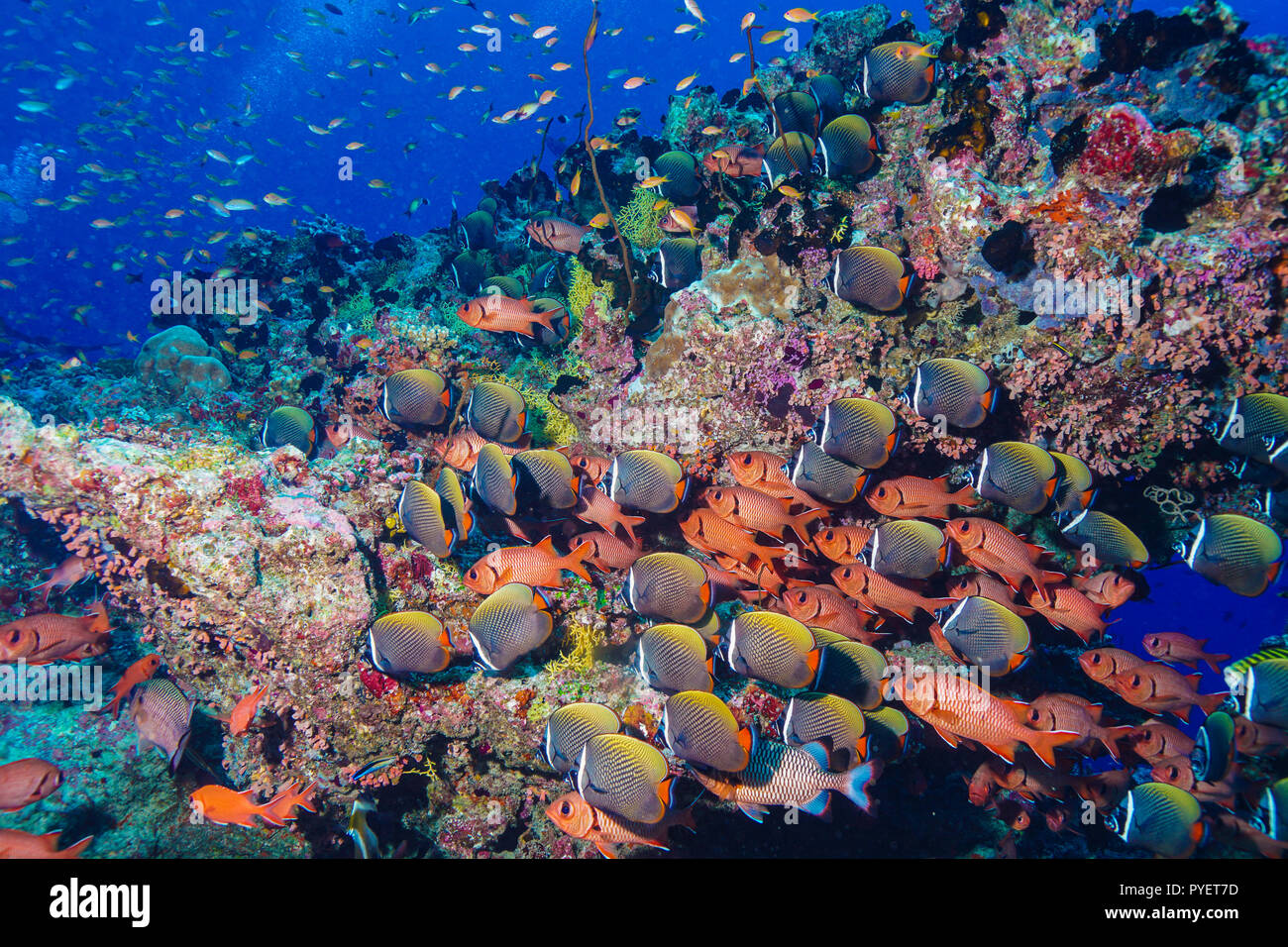 Tropical fish at the Maldives Stock Photo - Alamy