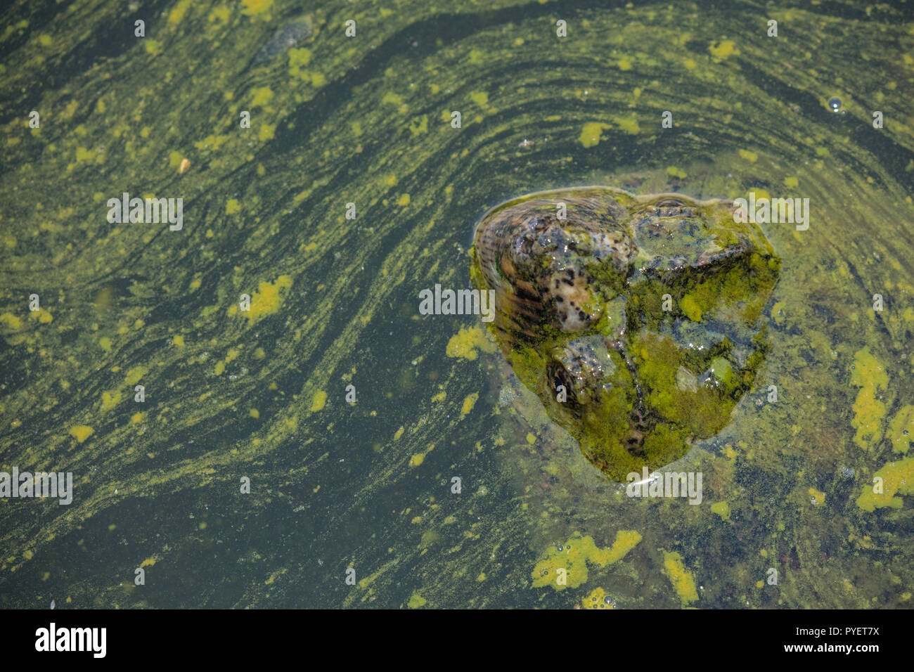snapping turtle,Chelydra serpentina, and algal bloom,Cyanobacteria ...
