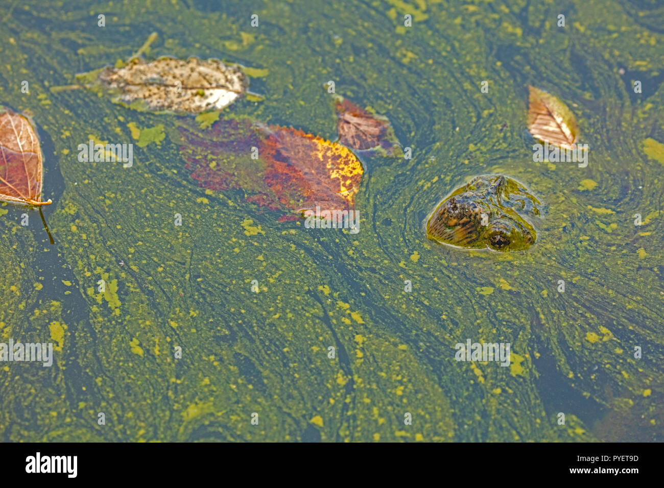 snapping turtle,Chelydra serpentina, and algal bloom,Cyanobacteria ...