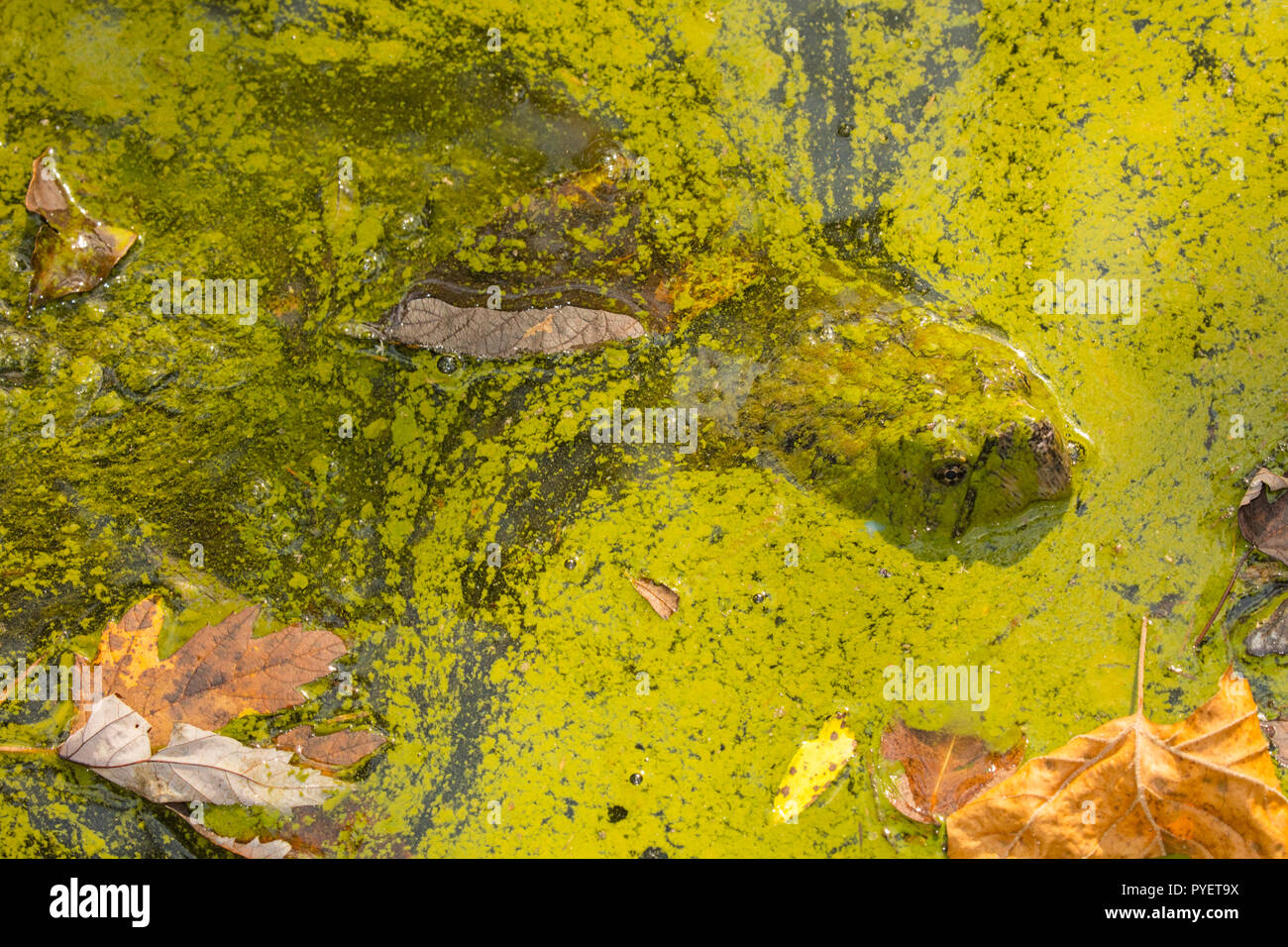 snapping turtle,Chelydra serpentina, and algal bloom,Cyanobacteria ...