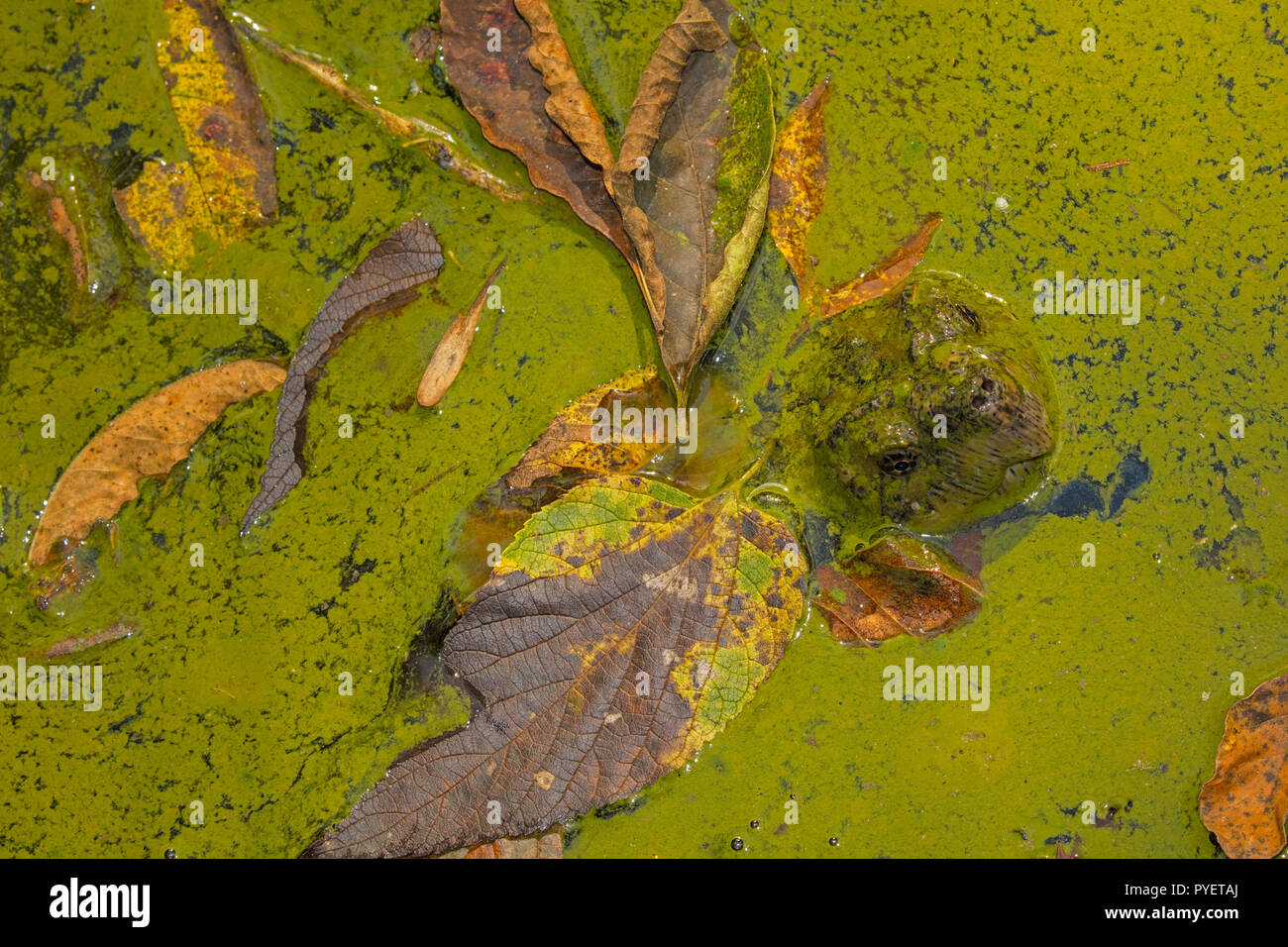 snapping turtle,Chelydra serpentina, and algal bloom,Cyanobacteria ...