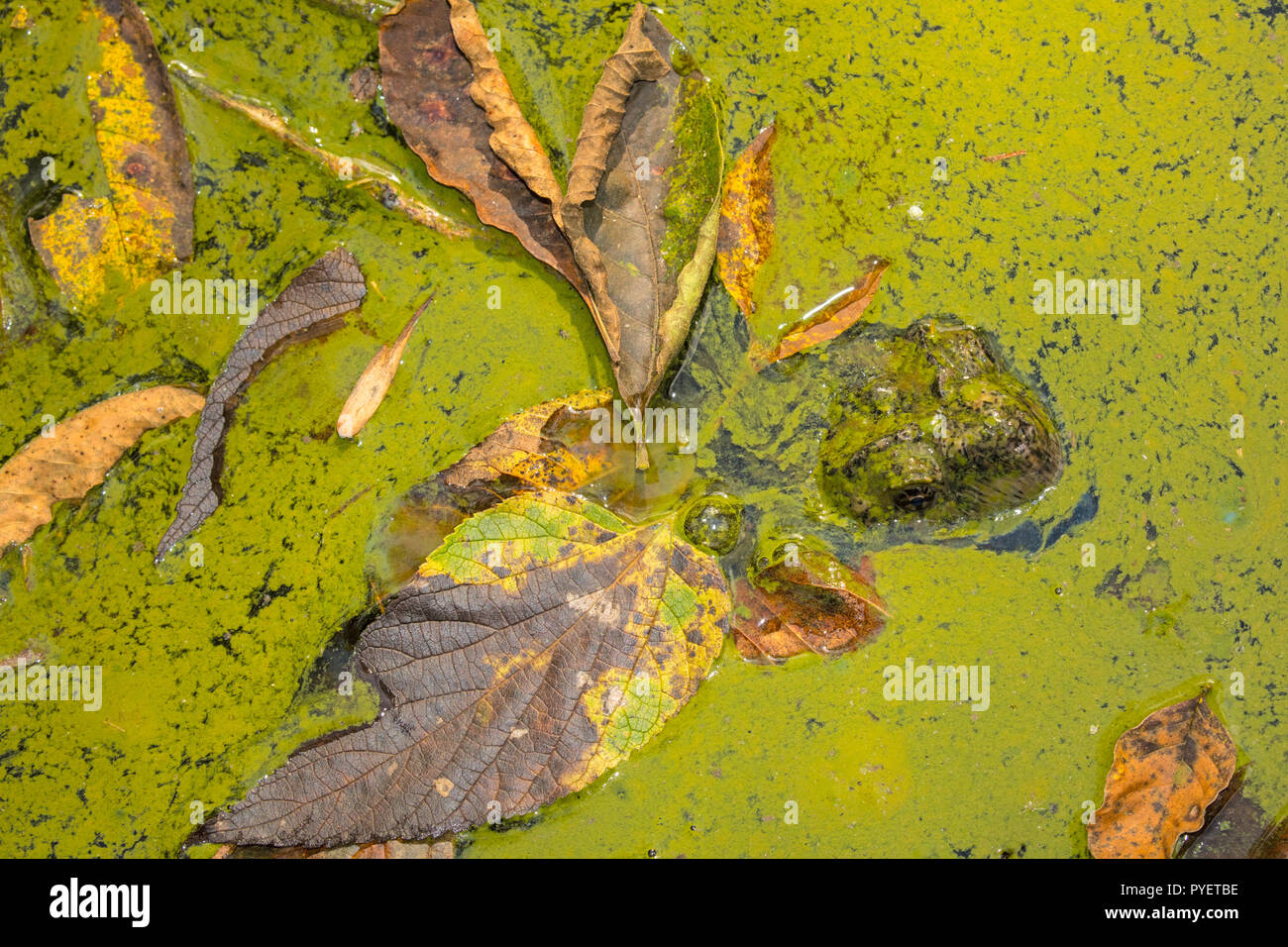 Blue algal blooms pond hi-res stock photography and images - Alamy