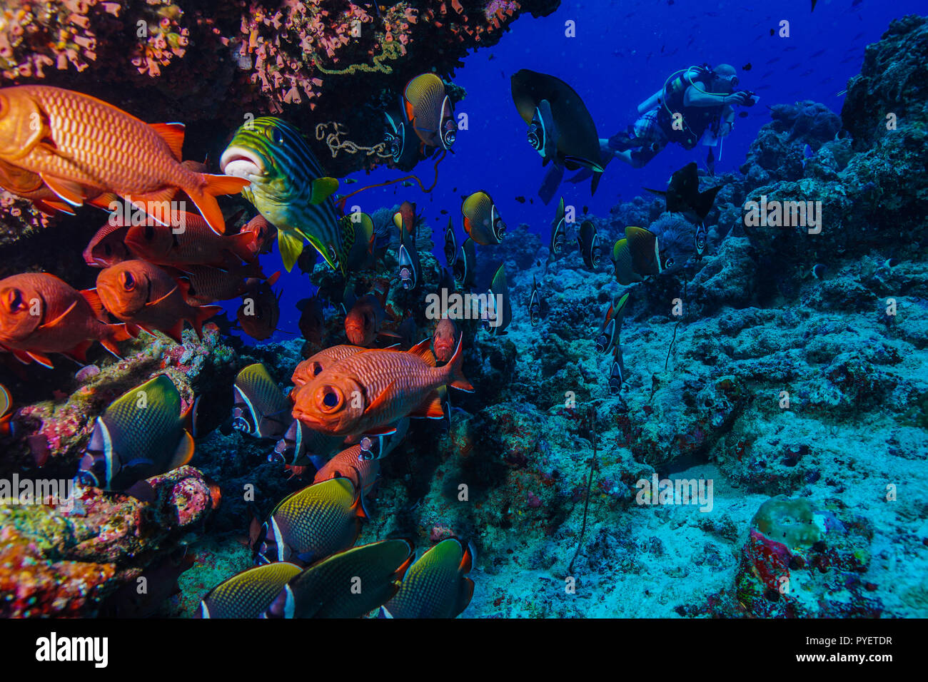 Tropical fish at the Maldives Stock Photo - Alamy