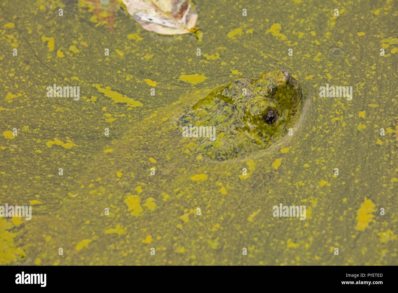 snapping turtle,Chelydra serpentina, and algal bloom,Cyanobacteria ...