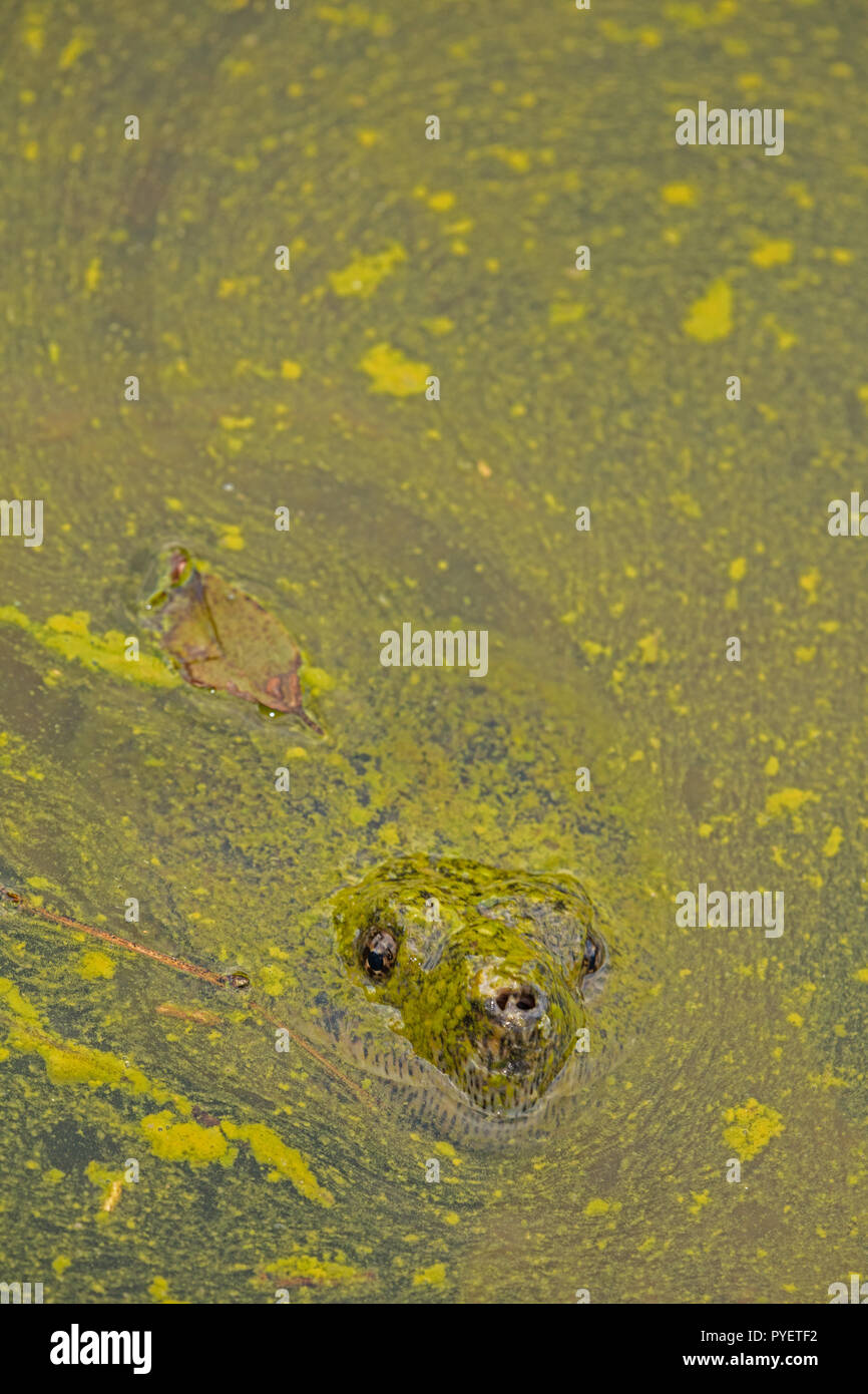 snapping turtle,Chelydra serpentina, and algal bloom,Cyanobacteria ...