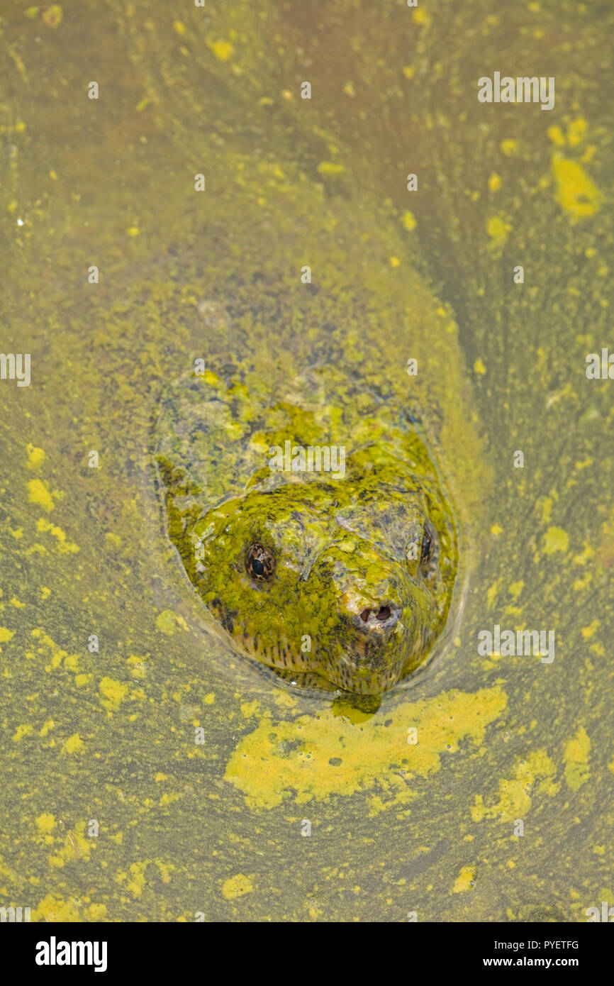 Microcystine hi-res stock photography and images - Alamy