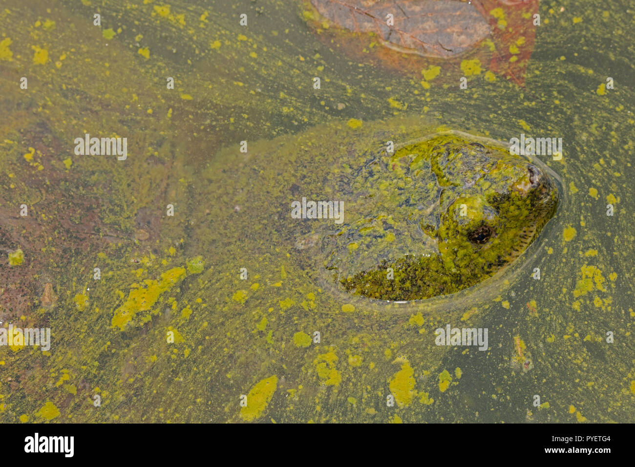 snapping turtle,Chelydra serpentina, and algal bloom,Cyanobacteria ...
