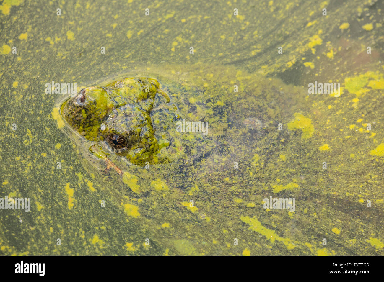 snapping turtle,Chelydra serpentina, and algal bloom,Cyanobacteria ...