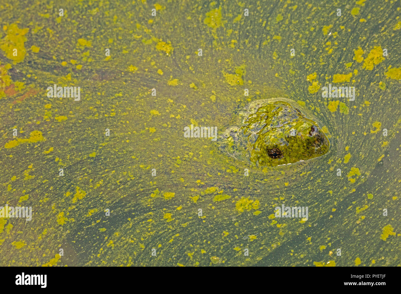 snapping turtle,Chelydra serpentina, and algal bloom,Cyanobacteria ...