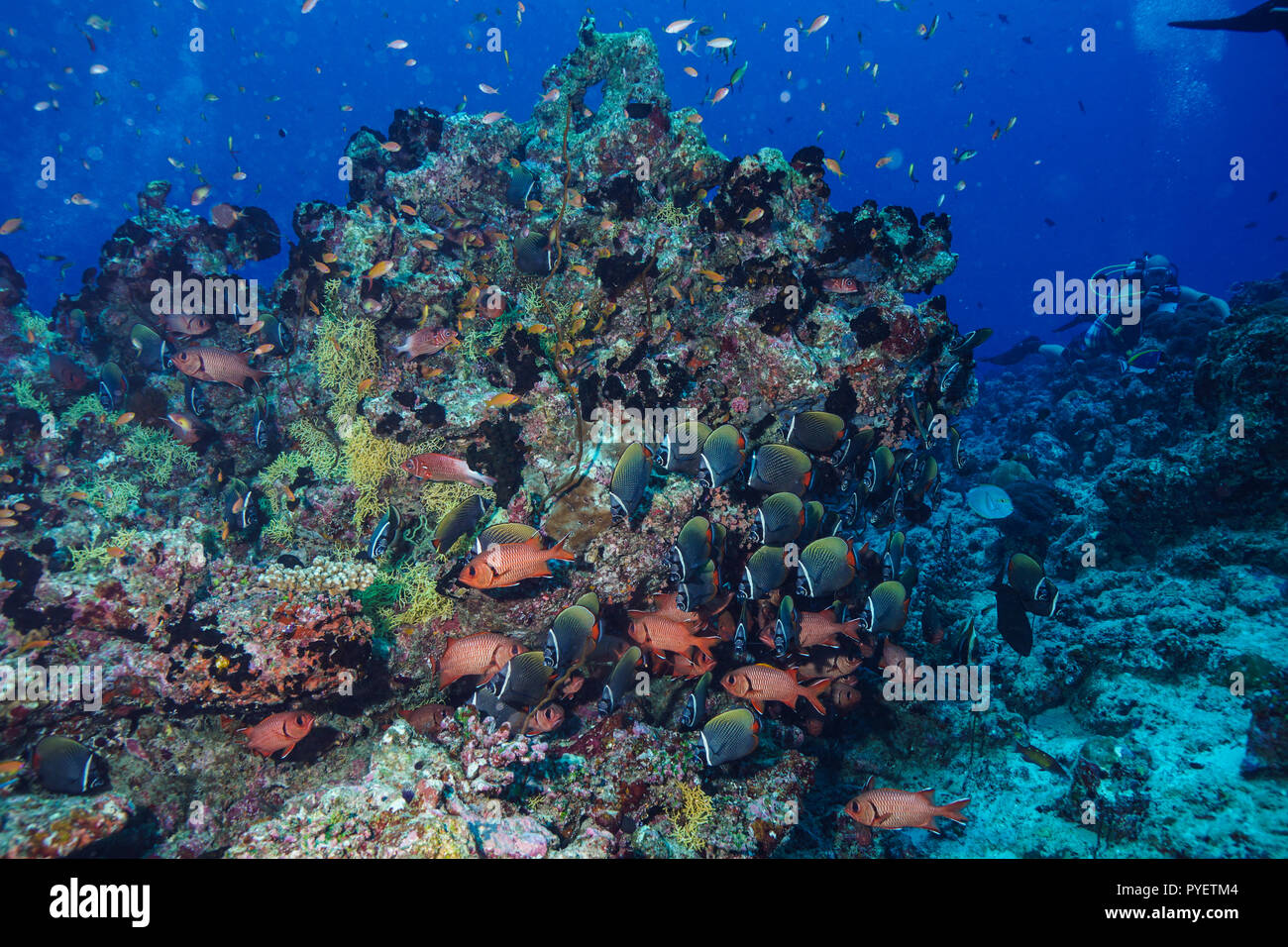Tropical fish at the Maldives Stock Photo - Alamy