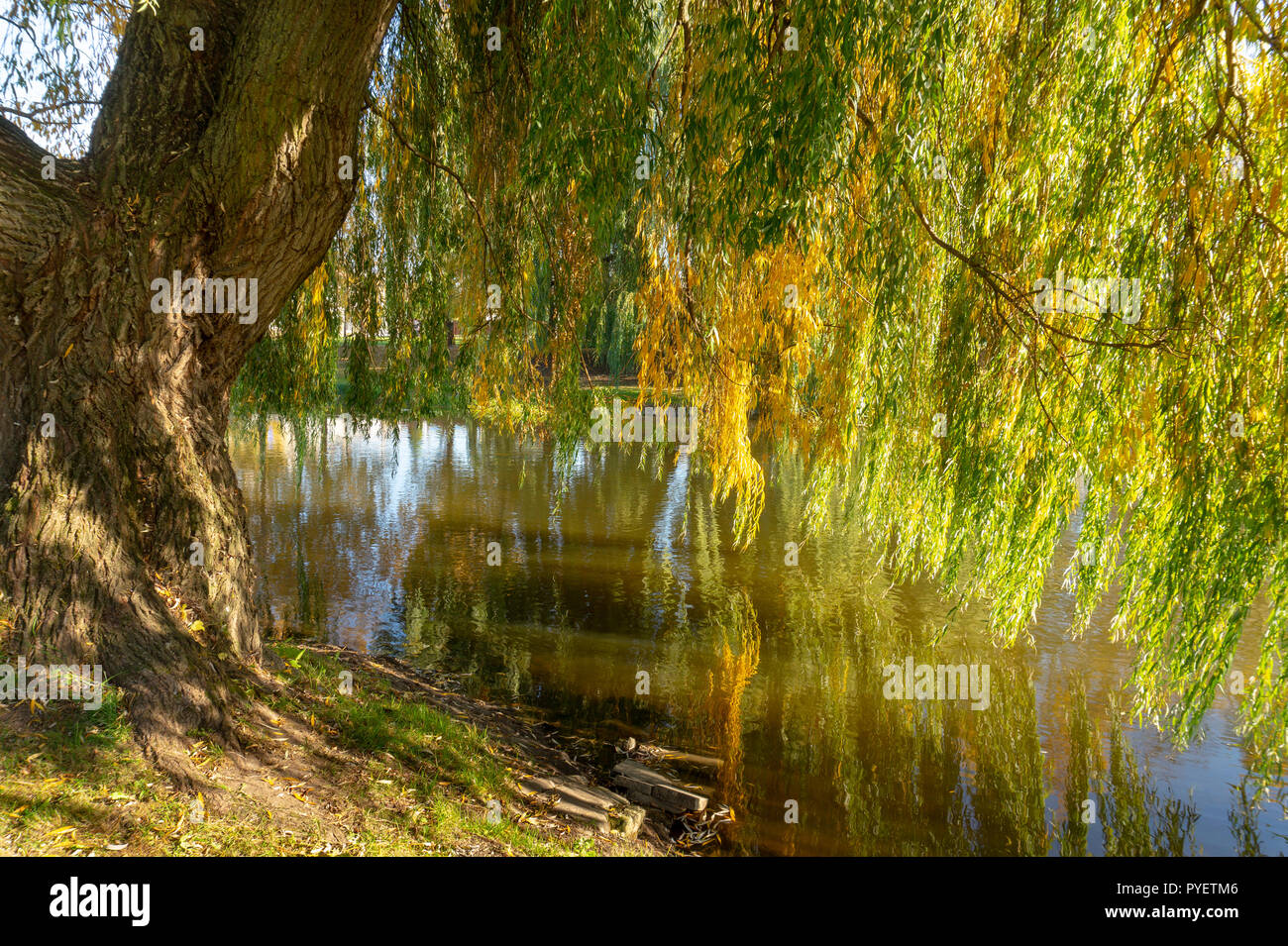 Calm autumn river with reflections of trees with colorful foliage ...