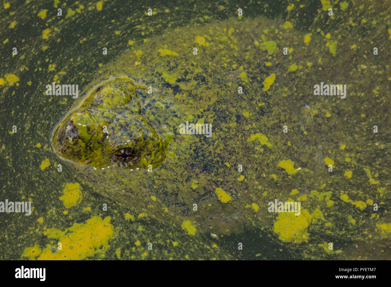 snapping turtle,Chelydra serpentina, and algal bloom,Cyanobacteria ...