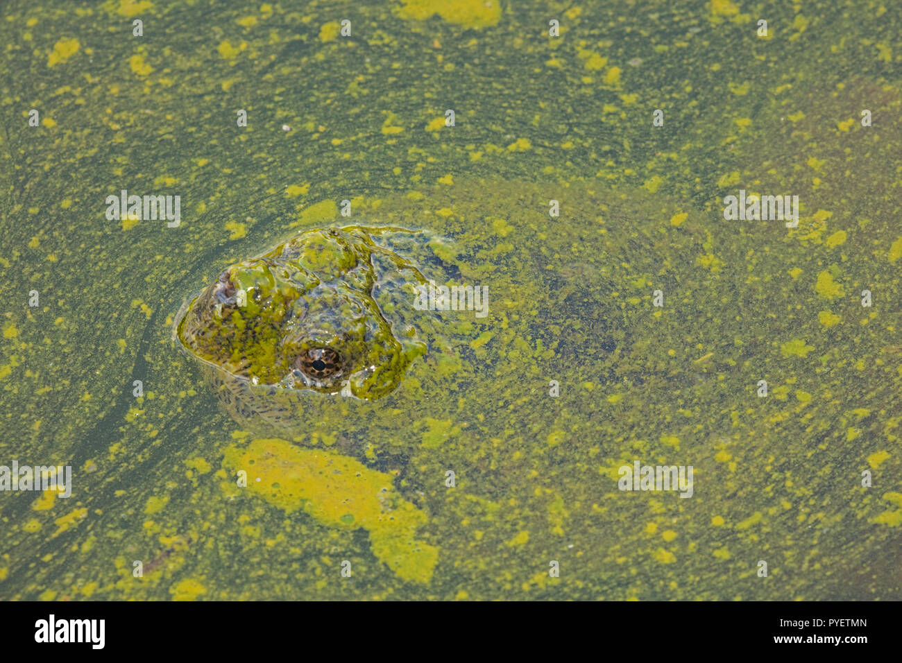 snapping turtle,Chelydra serpentina, and algal bloom,Cyanobacteria ...