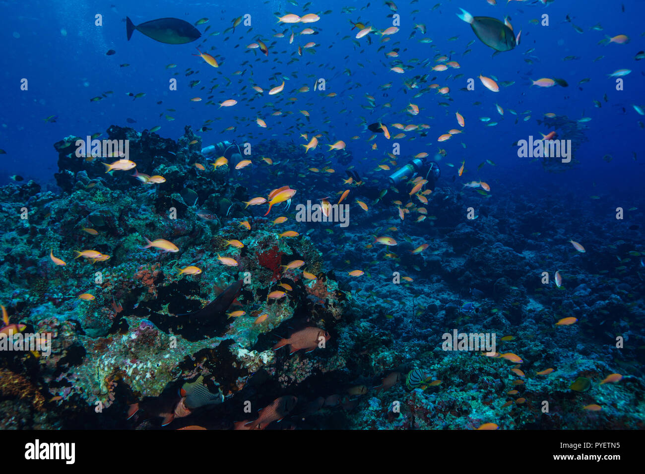 Tropical fish at the Maldives Stock Photo - Alamy