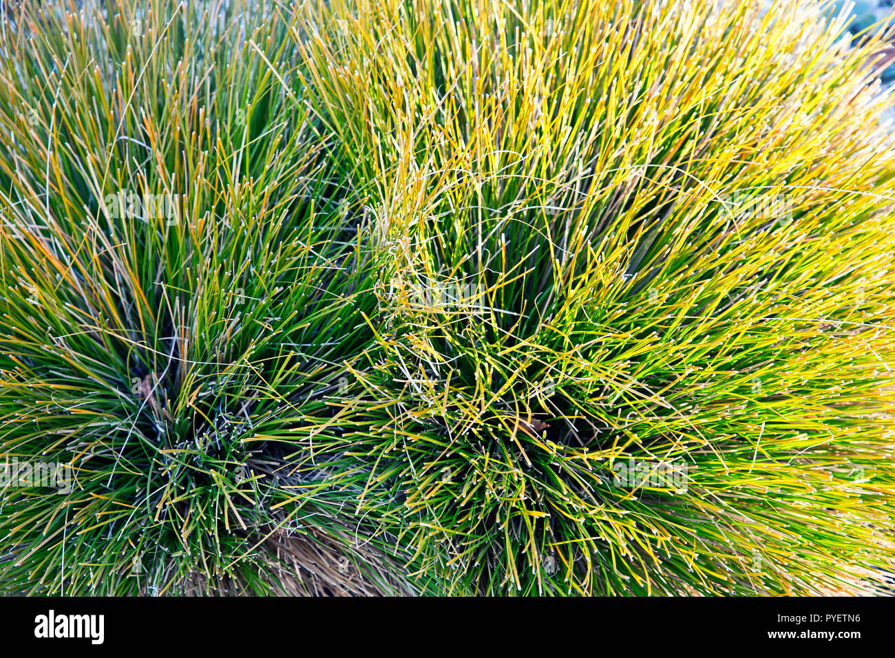sunlight on green bush with thin leaves in a garden Stock Photo - Alamy