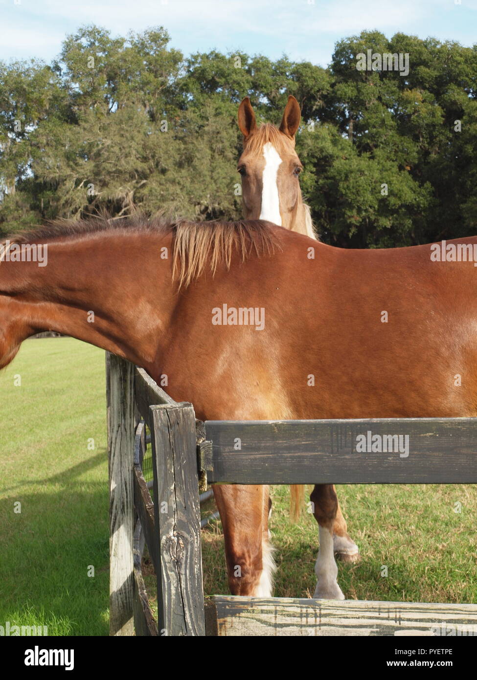 Peeking horse hi-res stock photography and images - Alamy
