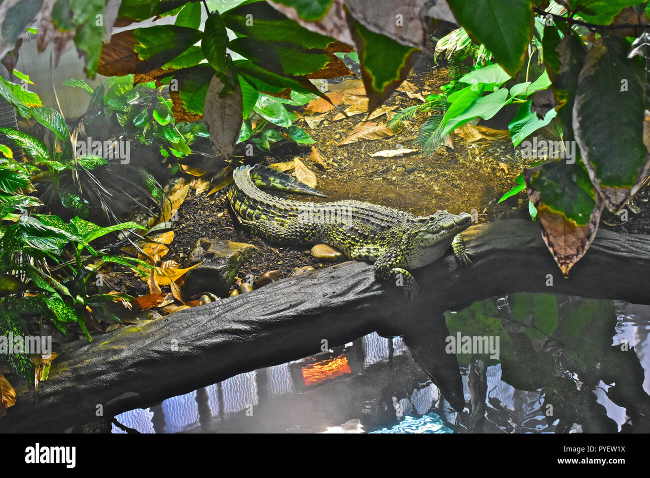 Crocodile fat hi-res stock photography and images - Alamy