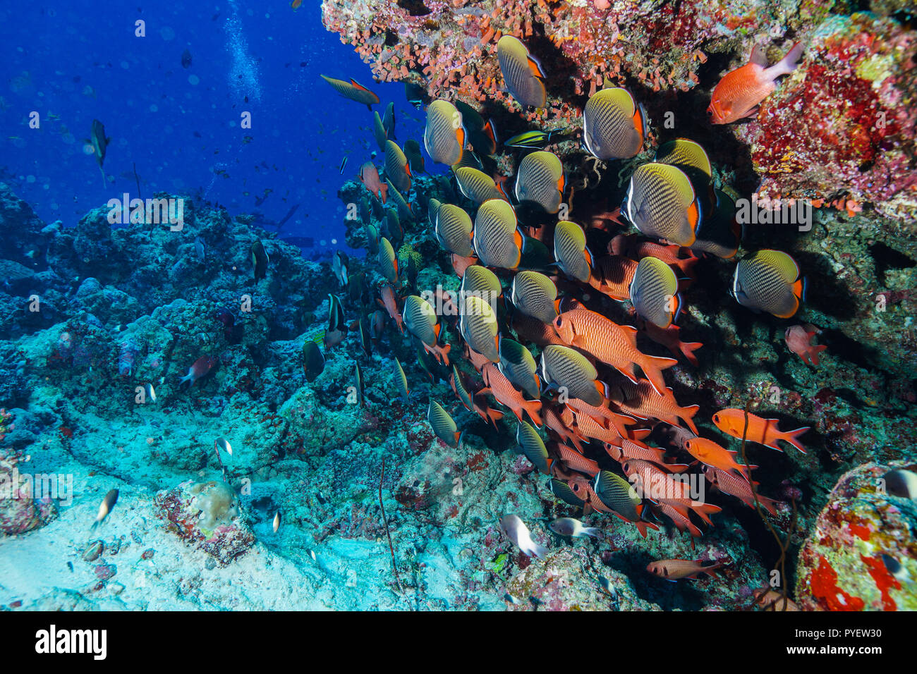 Tropical fish at the Maldives Stock Photo - Alamy