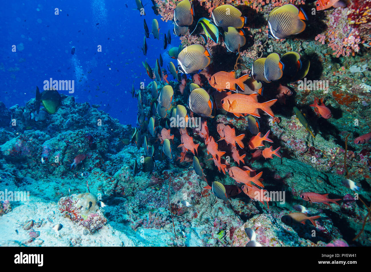 Tropical fish at the Maldives Stock Photo - Alamy