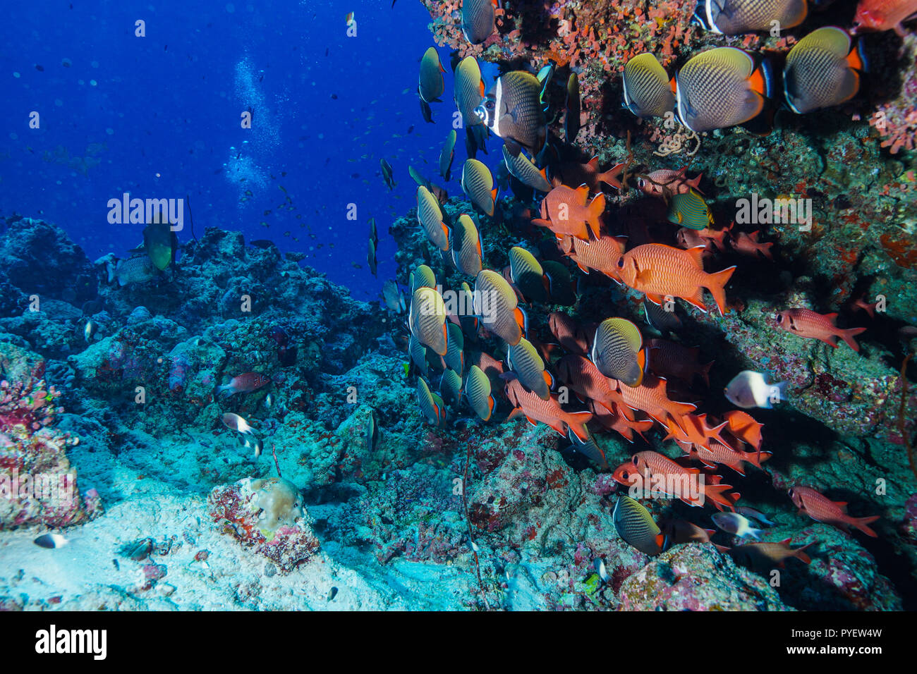 Tropical fish at the Maldives Stock Photo - Alamy