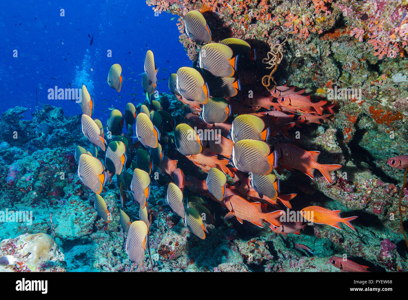Tropical fish at the Maldives Stock Photo - Alamy
