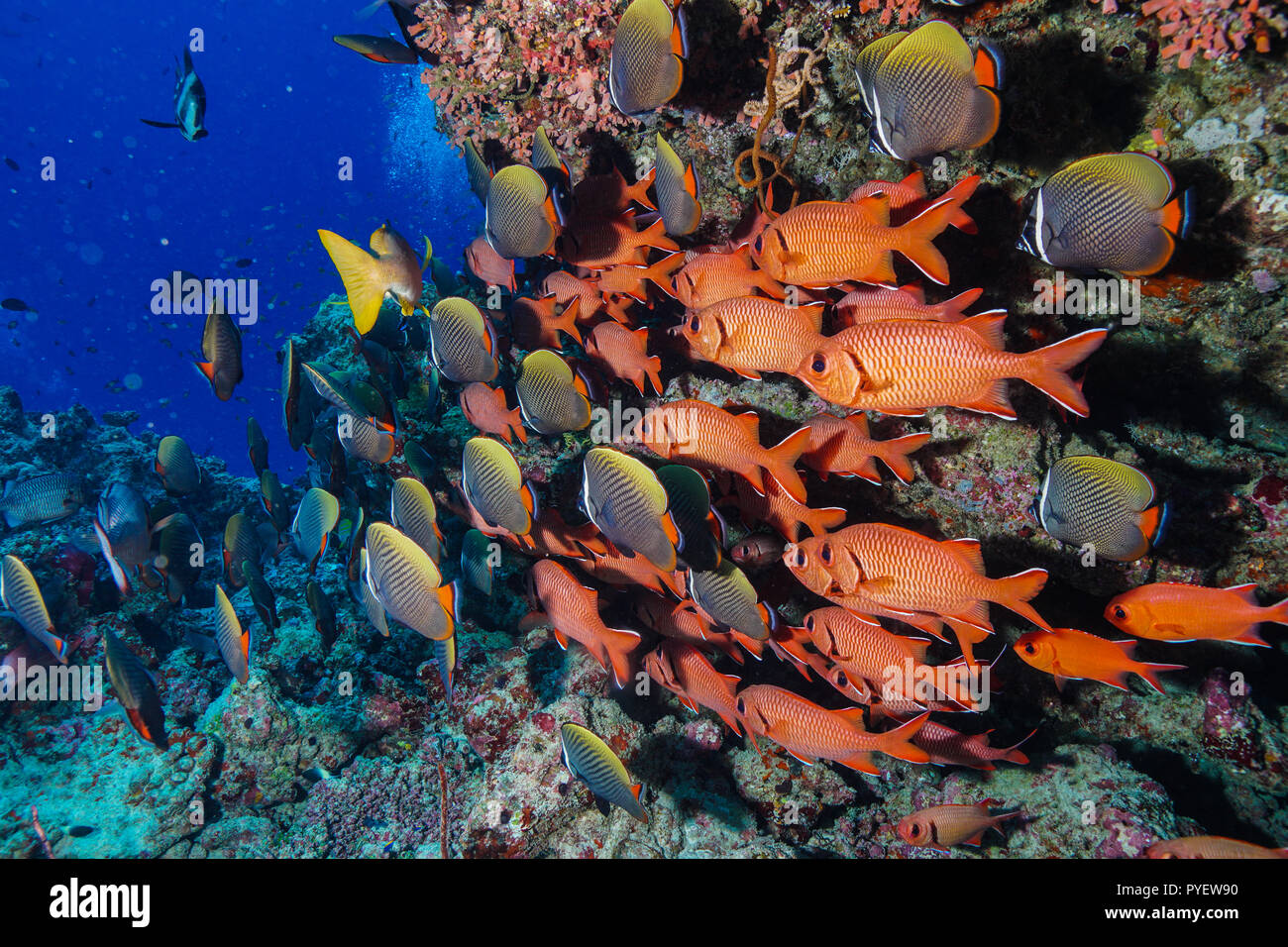 Tropical fish at the Maldives Stock Photo - Alamy