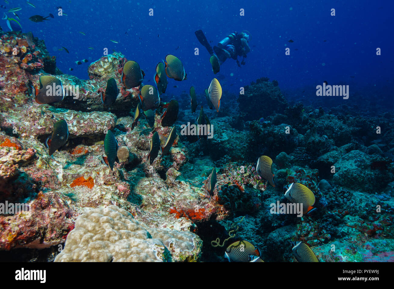 Tropical fish at the Maldives Stock Photo - Alamy