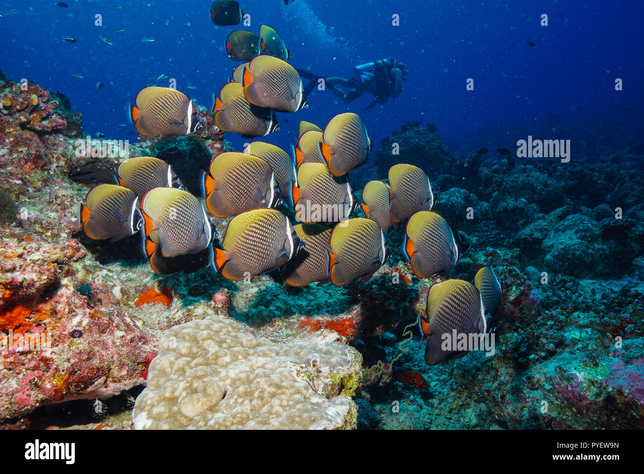 Tropical fish at the Maldives Stock Photo - Alamy