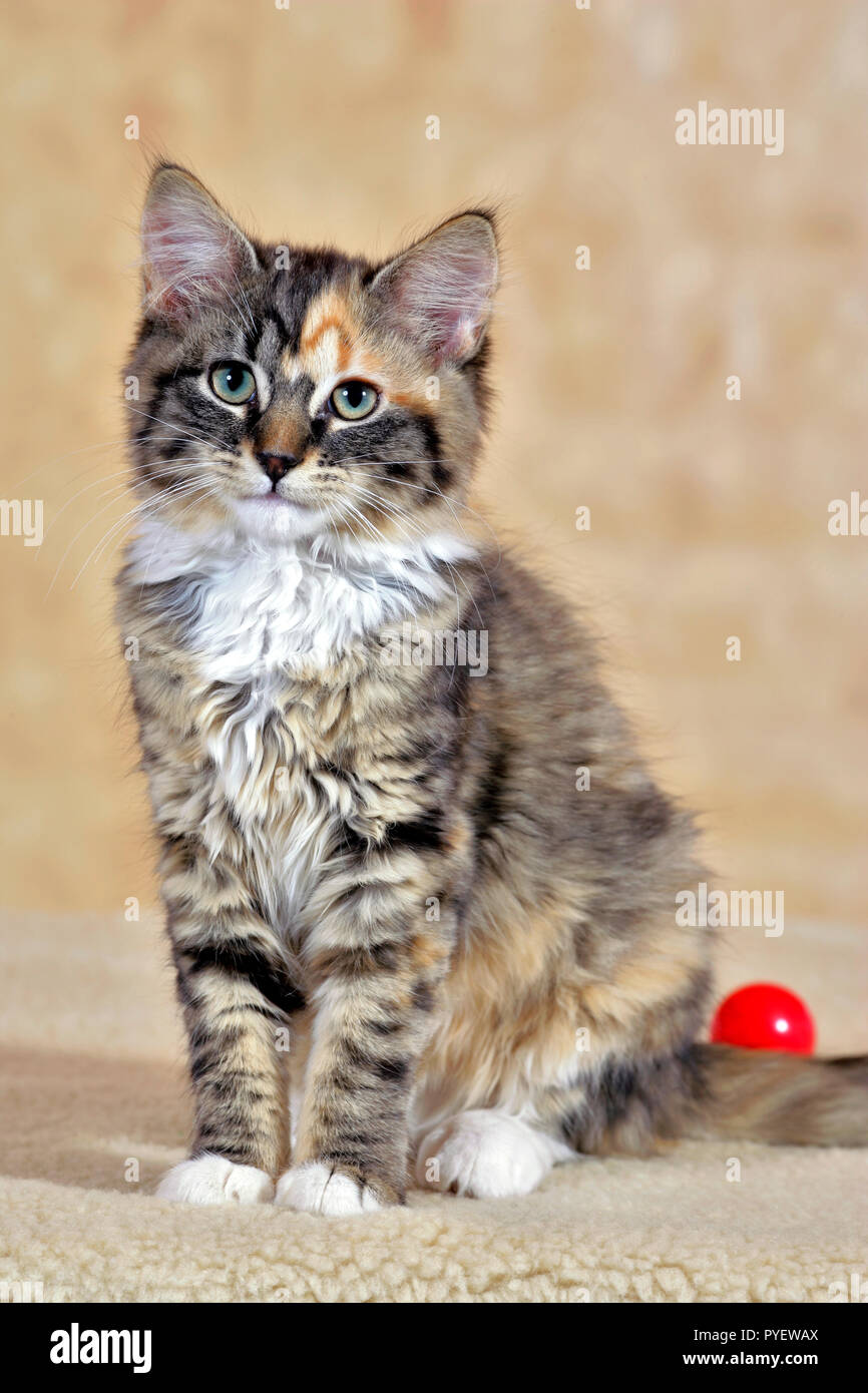 Cute tortoiseshell Kitten sitting in studio against soft yellow ...