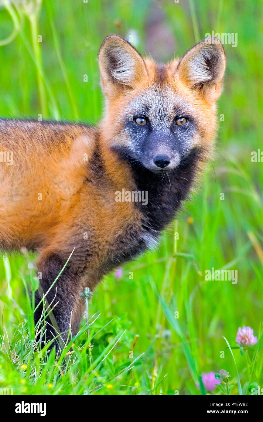 Young Fox High Resolution Stock Photography and Images - Alamy