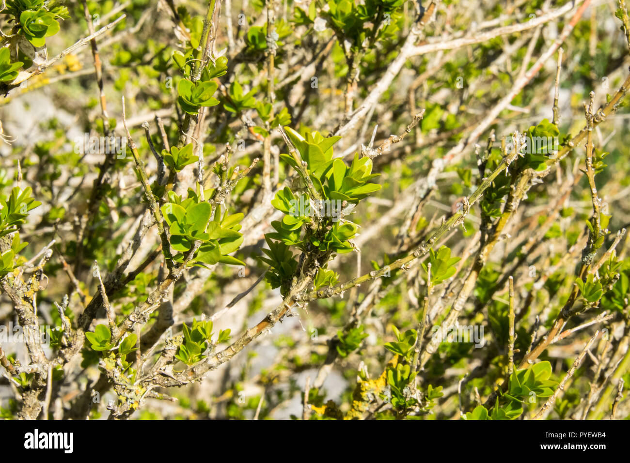 Plant box hedge hi-res stock photography and images - Alamy