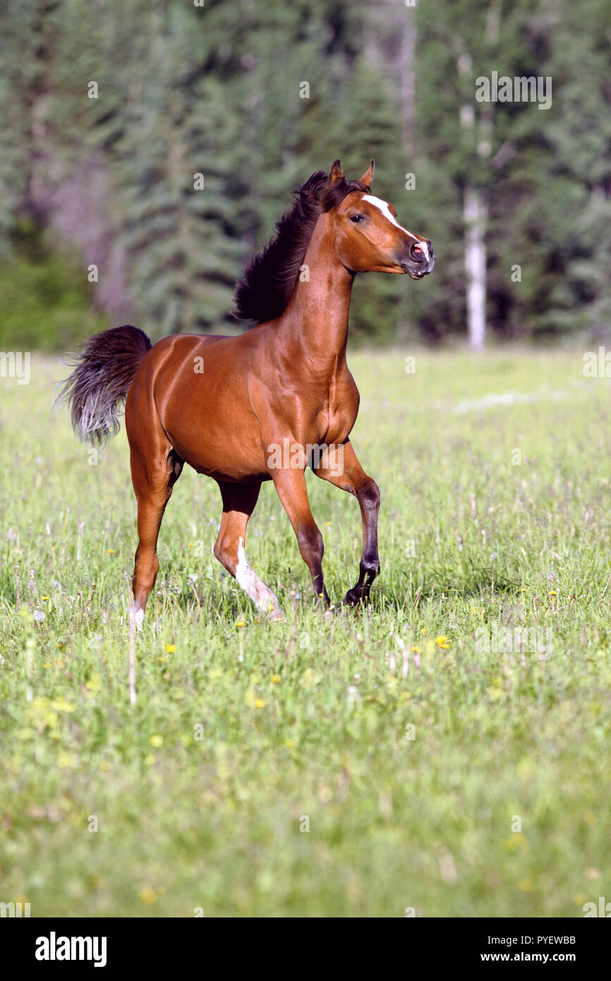 Beautiful Bay Arabian Colt running, playing in summer meadow Stock ...
