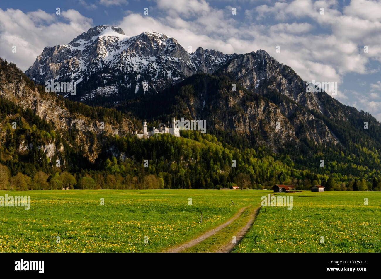 Neuschwanstein castle in the Ammergau Alps near Schwangau, in front of ...