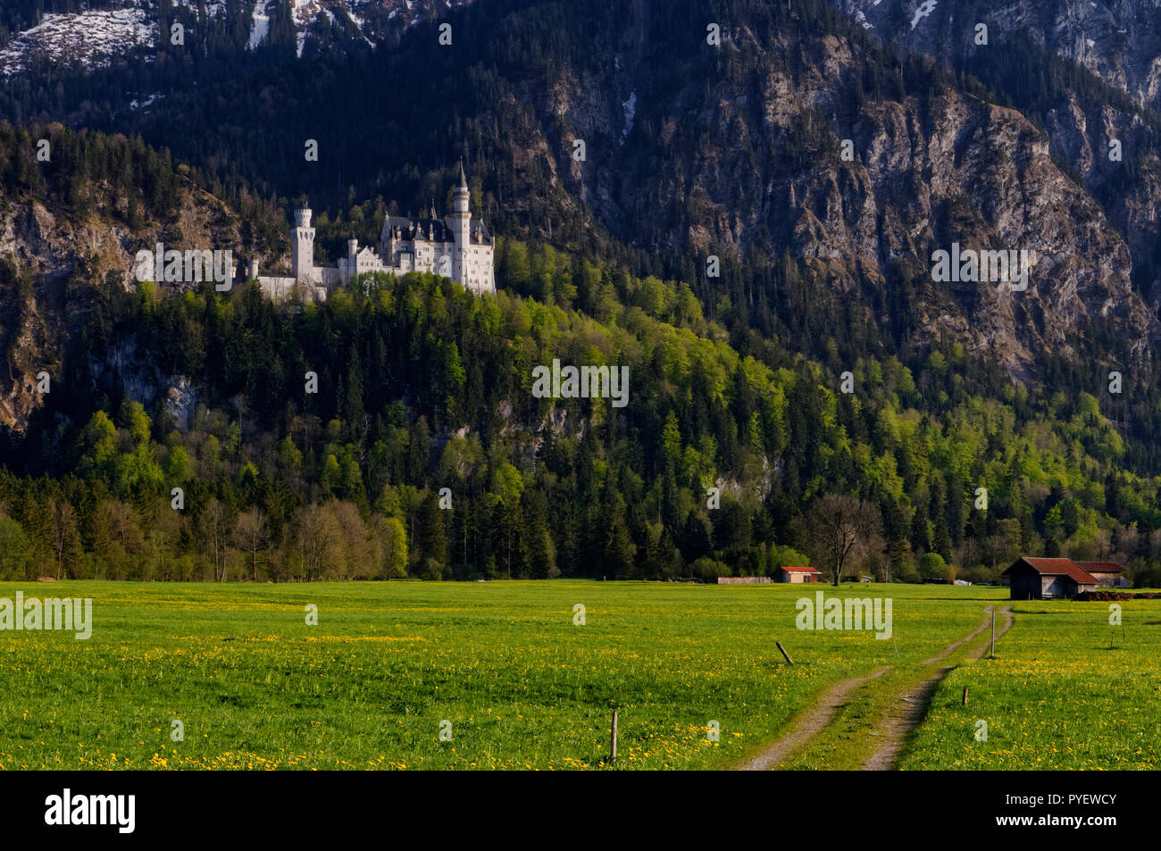 Neuschwanstein castle in the Ammergau Alps near Schwangau, in front of ...