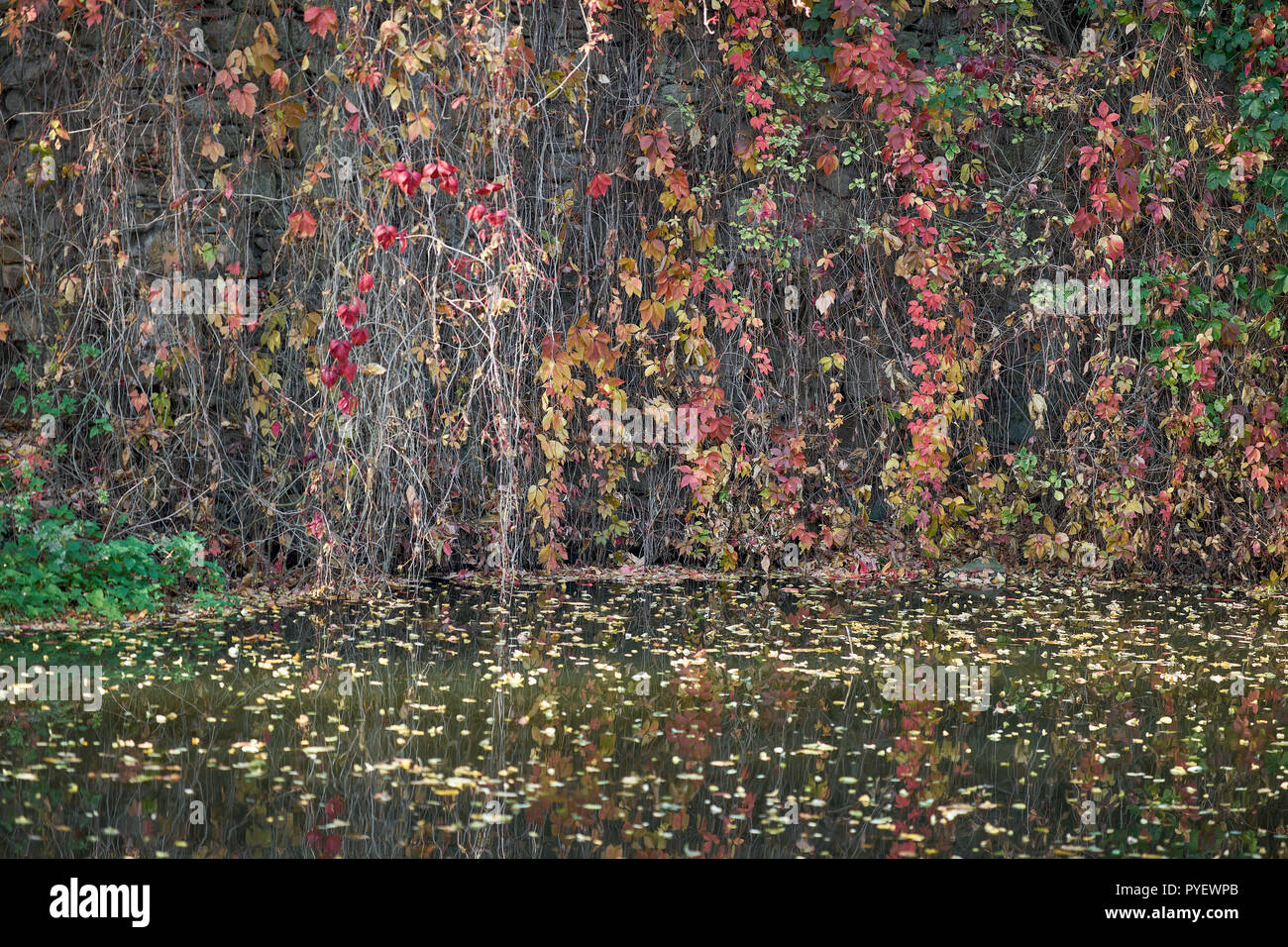 Creeper turning red in autumn hi-res stock photography and images - Alamy