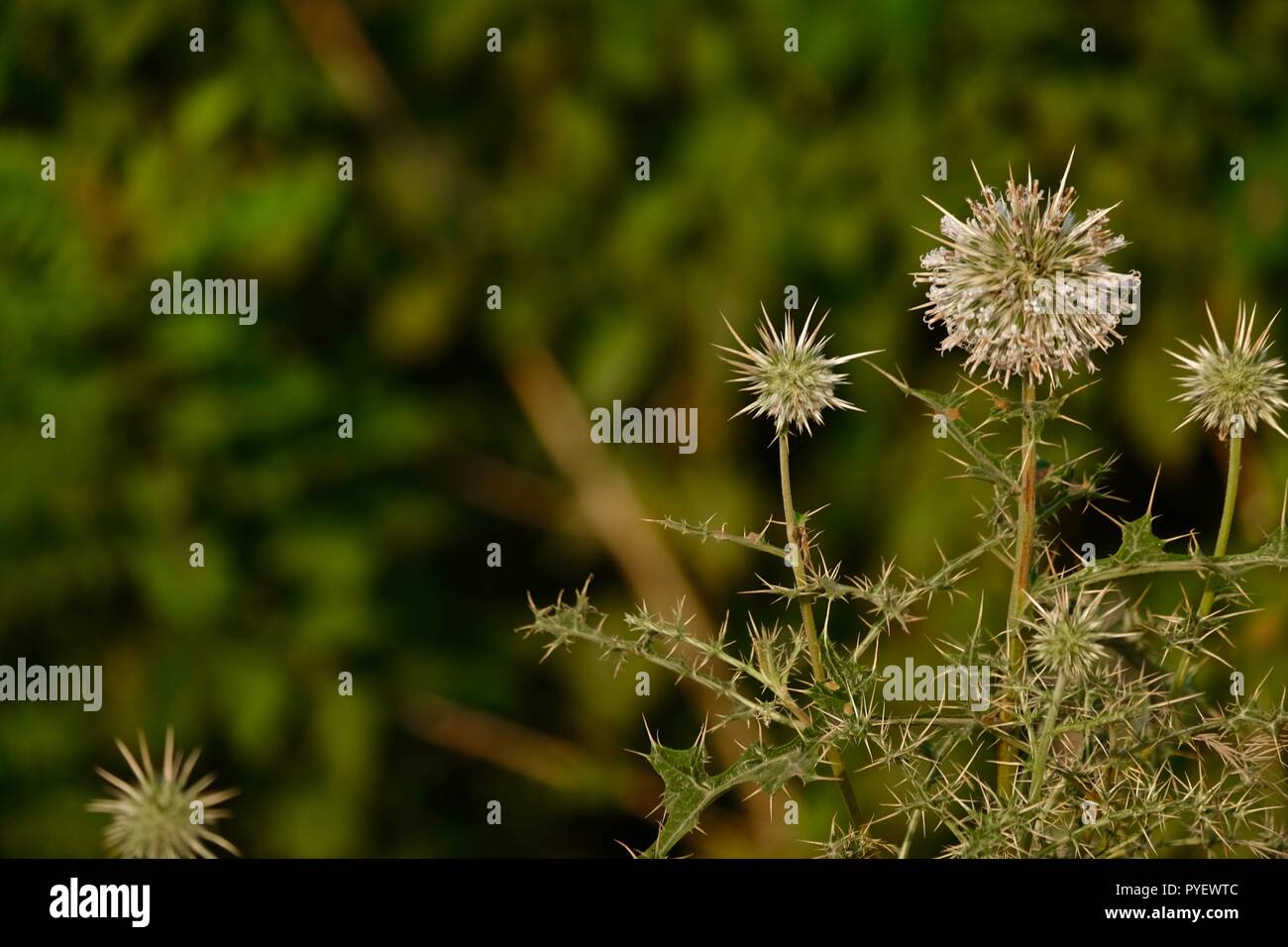 dry spherical shape thorn pod at tropical area, maharashtra, India ...