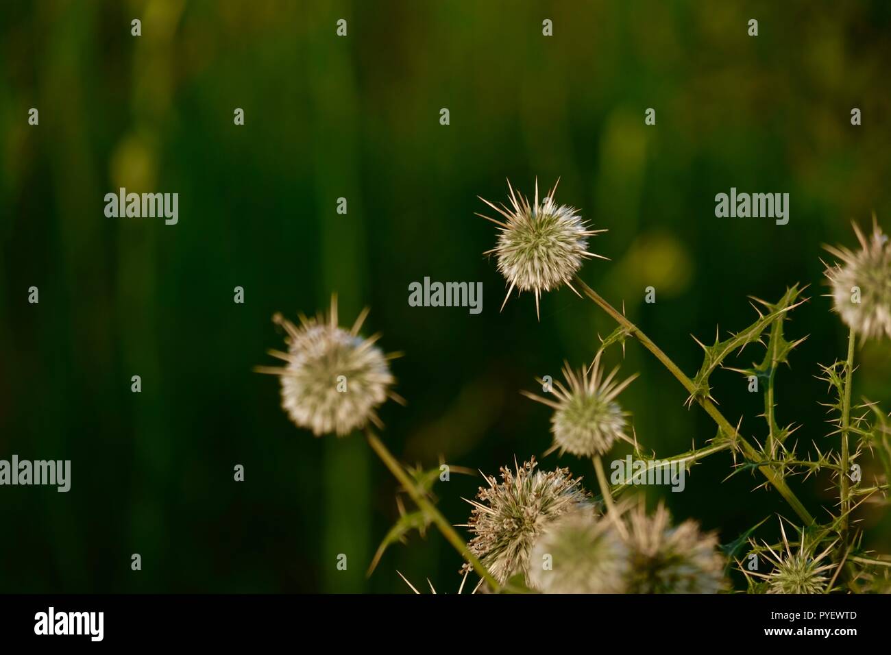 dry spherical shape thorn pod at tropical area, maharashtra, India ...