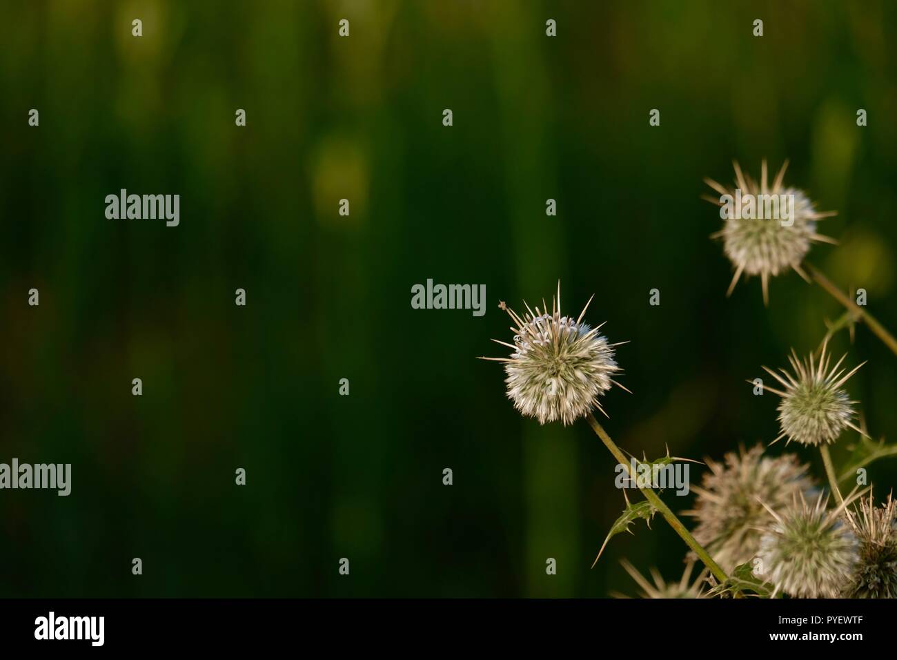 dry spherical shape thorn pod at tropical area, maharashtra, India ...