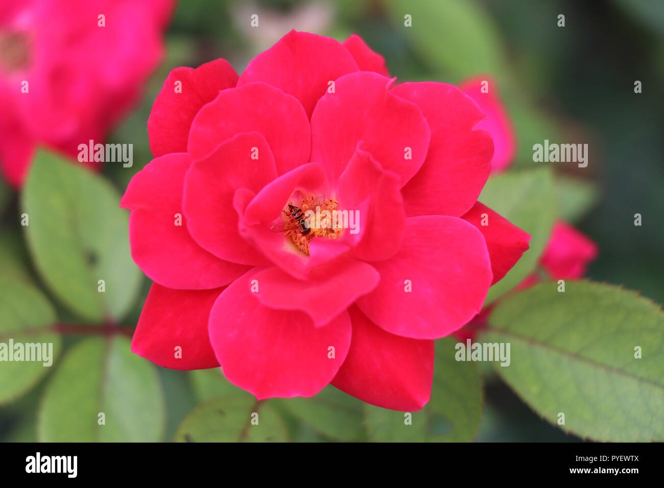 Rose rouge hi-res stock photography and images - Alamy
