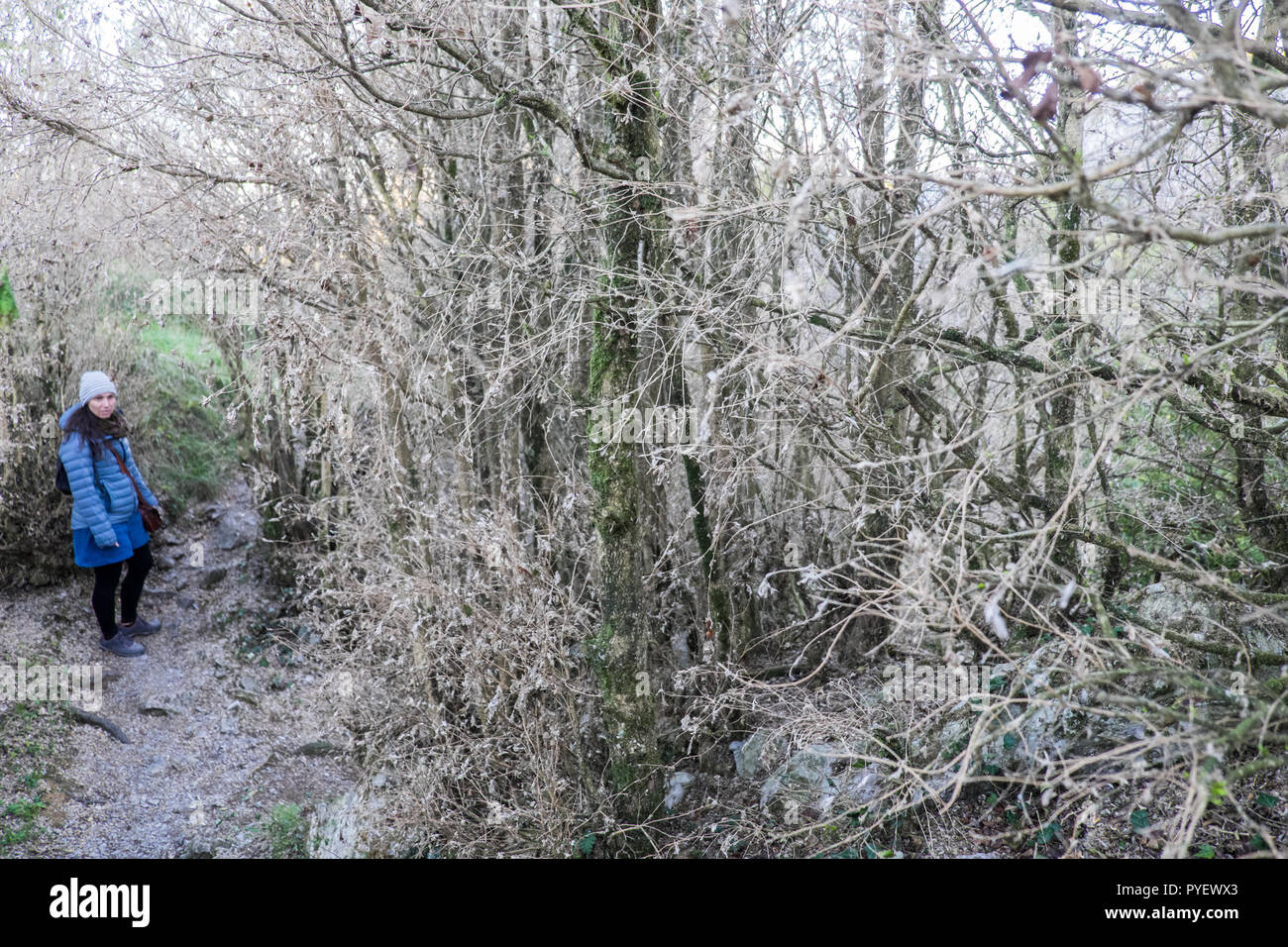 Hiker,hike,walk,walker,trek,trekking,through,dead,dying,boxwood,blight ...