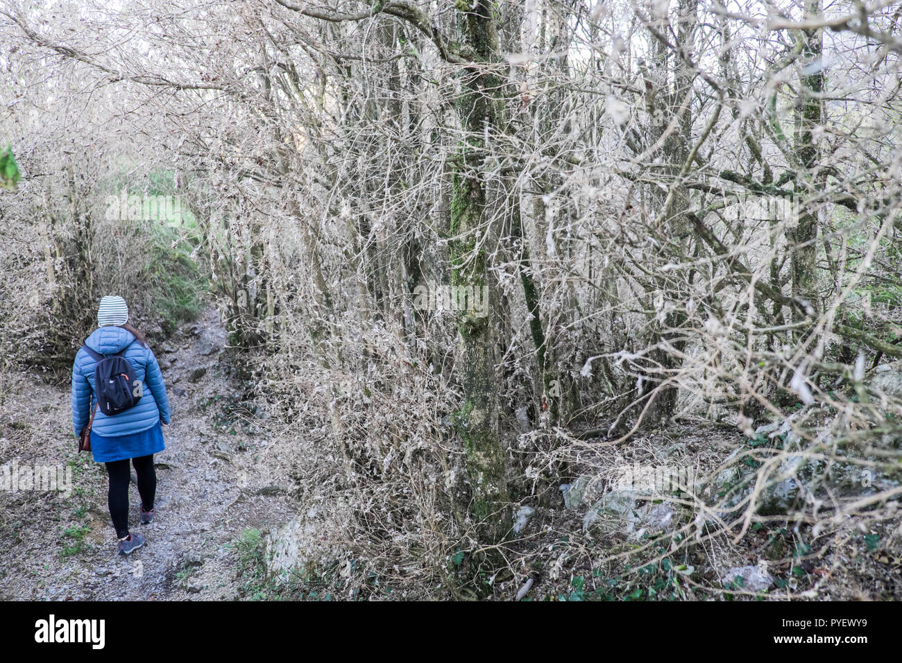 Box blight buxus hi-res stock photography and images - Alamy